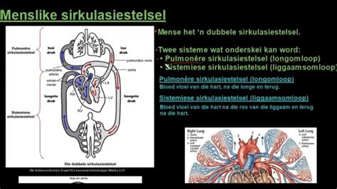 Graad 10 Lewenswetenskappe Menslike Vervoerstelsel Deel 6 Menslike Sirkulasiestelsel Youtube