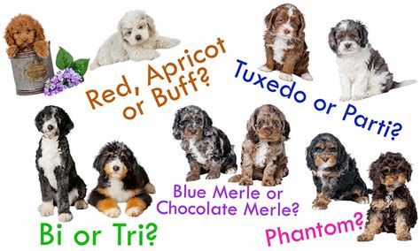 Decoding The Coat Understanding The Colors And Markings Of Cockapoos
