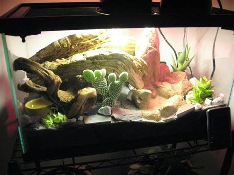 Plants To Put In Leopard Gecko Tank At Bianca Hernandez Blog