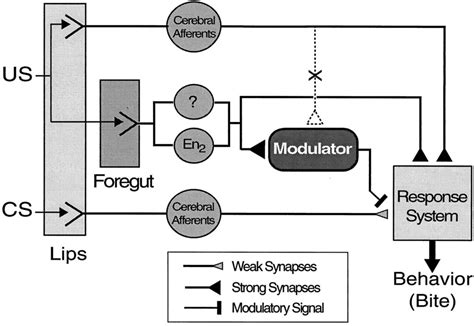 Condicionamiento Clásico Ucs Ucr Cs Cr Ineurociencias
