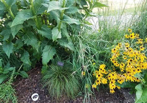 Native Grass Garden Southwestern Indiana Master Gardener Association