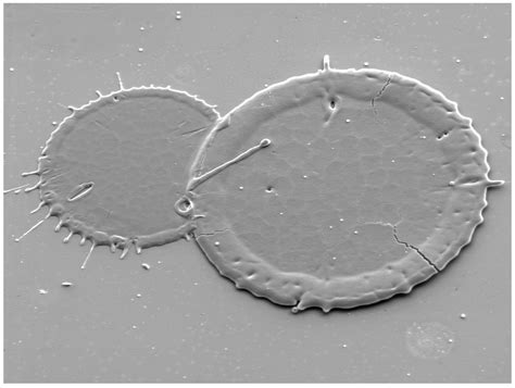 Photoconductive Tio2 Dielectrics Prepared By Plasma Spraying