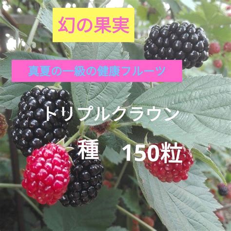 幻の果実 ブラックベリー トリプルクラウン 種150粒 By メルカリ