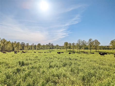 Omega 6 To Omega 3 Ratios In Grass Fed Beef Hb Weighs In