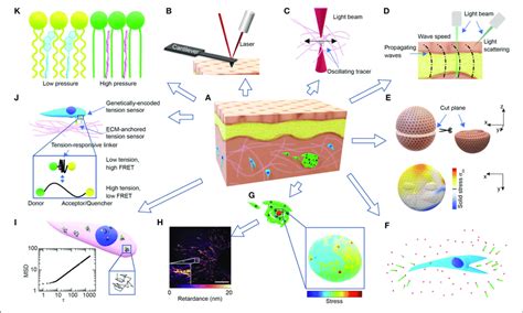 Overview Of Technologies For Probing Microscale Cellular And Tissue