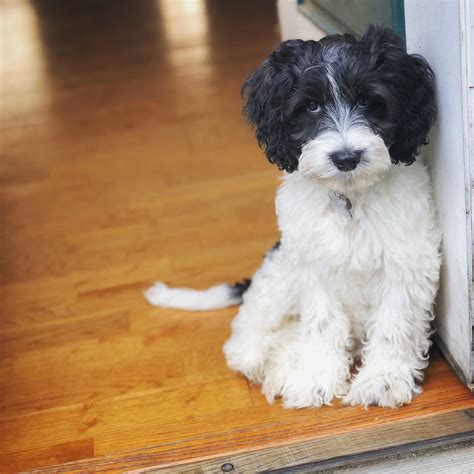 Atlas Puppies — Max The Maxi Cockapoo