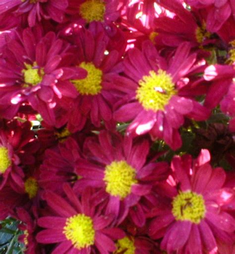 Asters Plants Garden Aster