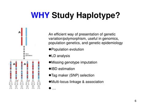 ppt haplotyping algorithm powerpoint presentation free download id