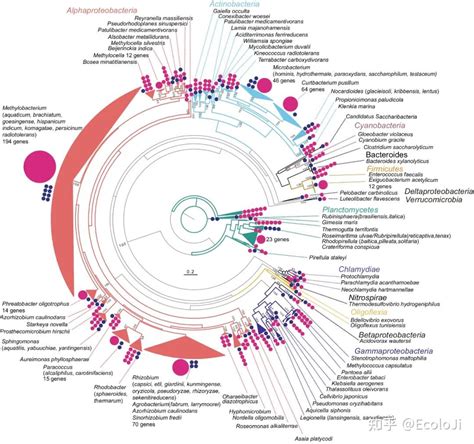 Commun Biol 利用长读长宏基因组测序揭示水稻叶际微生物组 知乎