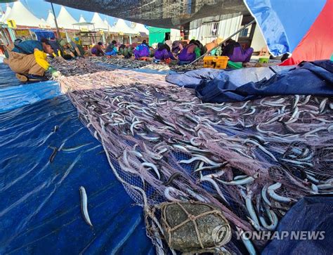 속초항 양미리 풍어 연합뉴스