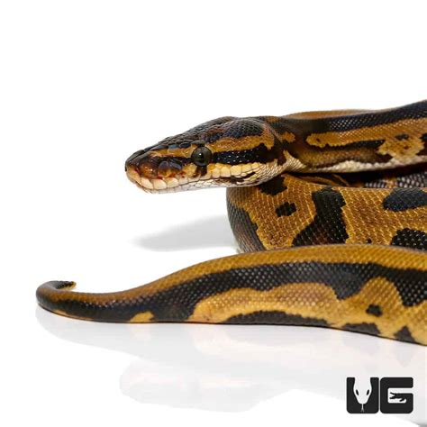 Female Spector Leopard Het Pied Ball Python For Sale Underground Reptiles