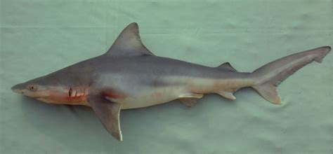 Carcharhinus Falciformis