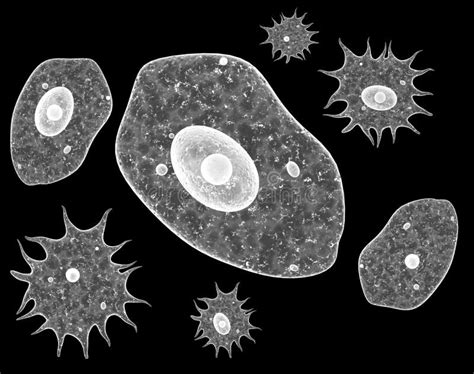 Amoebas Pathogenic Bacterias Or Viruses Stock Illustration Illustration Of Nocuous Bacterium