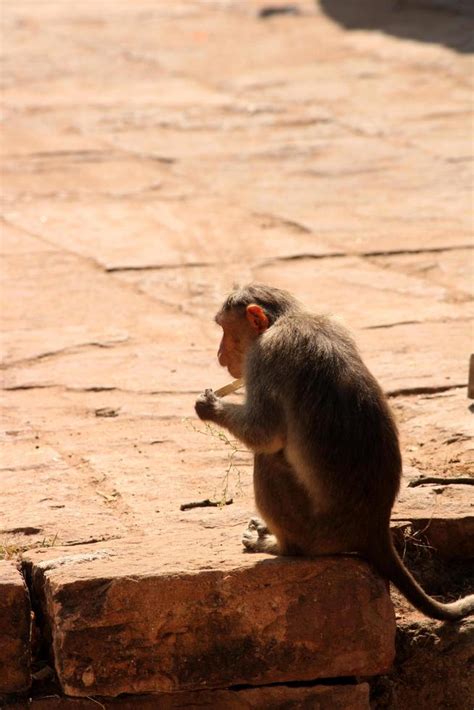 Monos Comiendo Helado