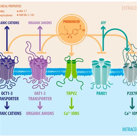 Structure And Pharmacological Brain Targets Of Probenecid In The