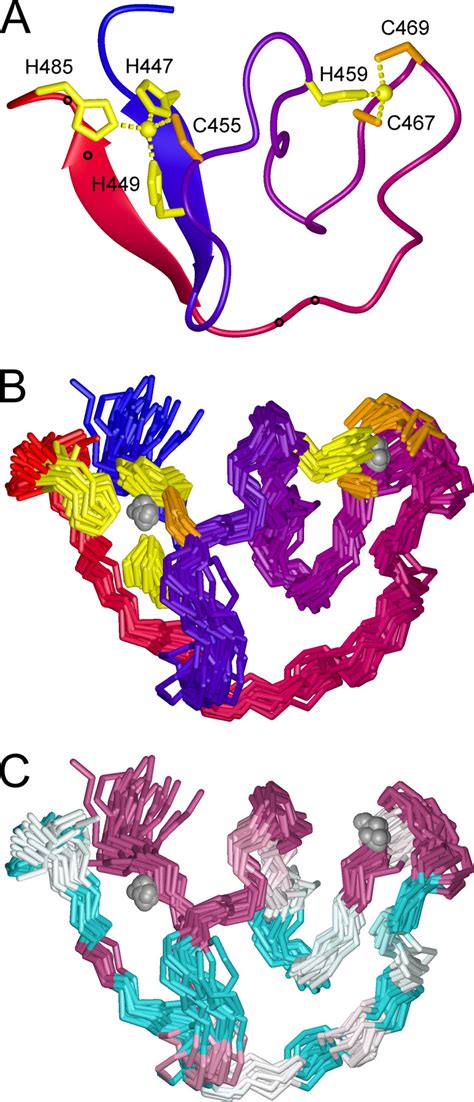 Solution Structure Of Junv Zbd A Ribbon Model Of Junv Zbd The Color