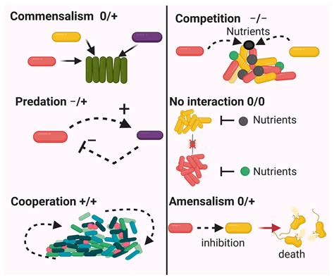 Multifaceted Applications Of Synthetic Microbial Communities Advances