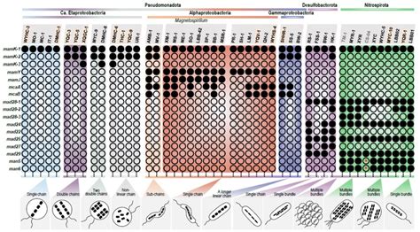 Relationship Between Magnetosome Chain Assembly And Magnetosome Gene