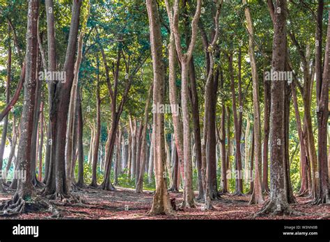 Tropical Evergreen Forest With Tall Trees On Autumn Season The Fallen