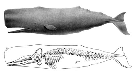 Sperm Whale Outline