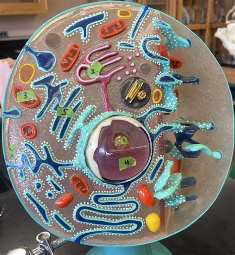 Cell Model Diagram Quizlet