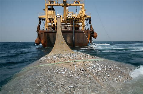 What Is Bottom Trawling And Why Is It A Problem