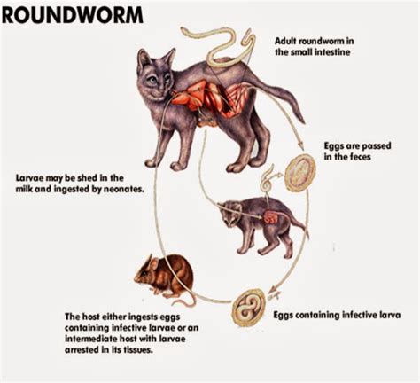 Types Of Worms What Is A Worm