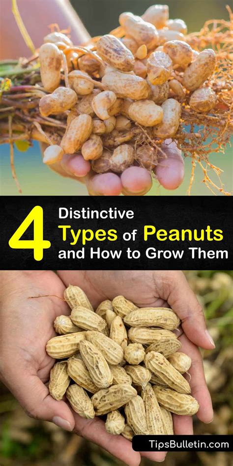 Peanut Varieties Amazing Kinds Of Peanuts