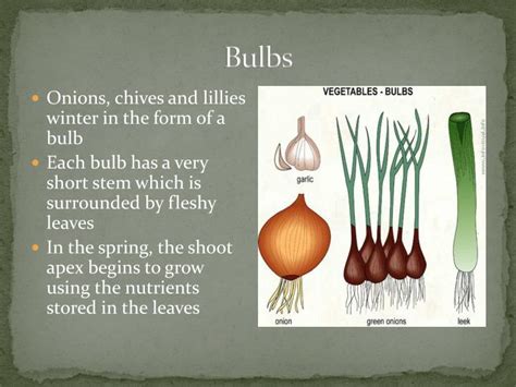 Ppt Asexual Reproduction In Plants Powerpoint Presentation Id1868679
