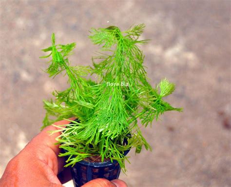 Limnophila Aquatica Buy Aquarium Plants Online In India Florabiz