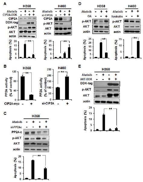 Validation Of The Cip2a Pp2a Akt Pathway A Left Ectopic Expression Download Scientific