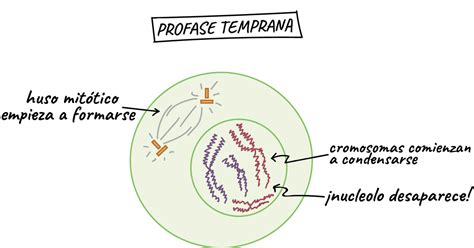 Mitosis 1° Profase