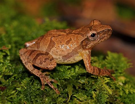 Spring Peeper Frog Spring Peeper Pa Herp Identification