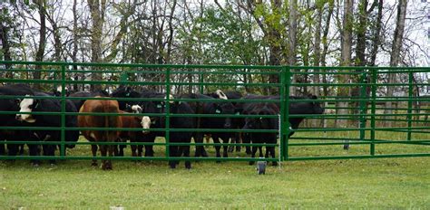 3 Tips For Working Cattle With A Portable Corral Agdaily