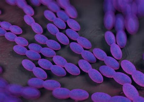 Acetobacter Aceti Illustrations Royalty Free Vector Graphics And Clip