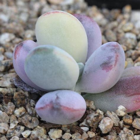Cotyledon Orbiculata Cv Variegated Not So Random Cedar Creek Farmhouse