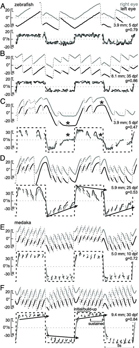 Optokinetic Velocity Steps Optokinetic Reflex Okr Performance In