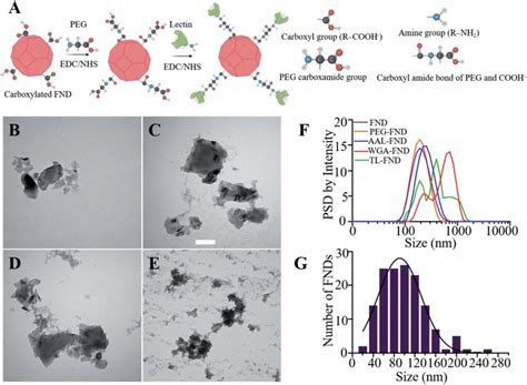A Schematic Representation Of Edcnhs Chemistry To Bioconjugate
