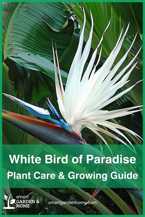 White Bird Of Paradise Care And Grow Guide Birds Of Paradise Birds