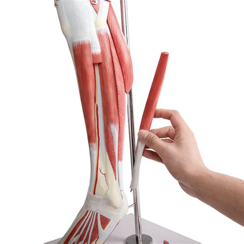 Evotech Scientific Human Muscular Leg With Detachable Muscles Anatomy