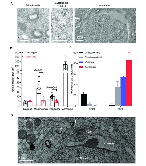 Ant4 Is Translocated From Mitochondria To The Acrosome Via