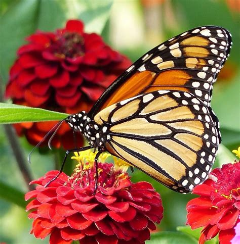Flowers That Attract Monarch Butterflies