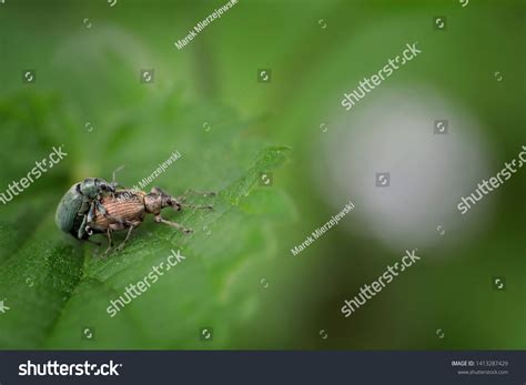 Polydrusus Formosus Mating Species Broadnosed Weevils Foto De Stock