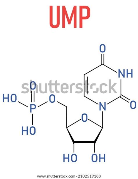 Uridine Monophosphate Ump Uridylic Acid Nucleotide Stock Vector