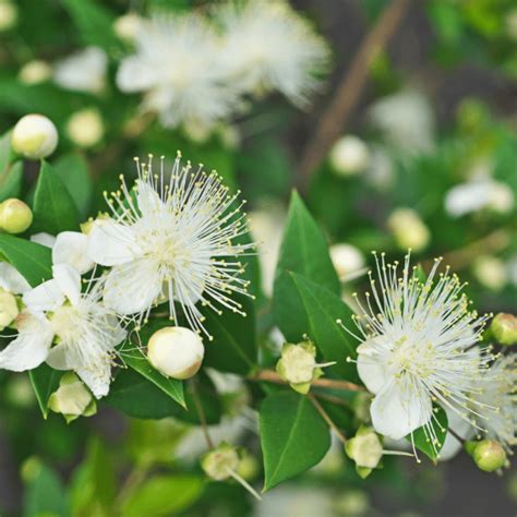 Lemon Myrtle Botany Essentials