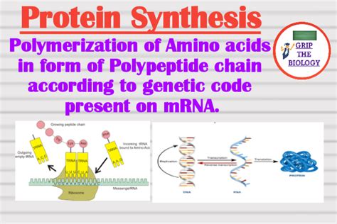 The Synthesis Of Polypeptide Chain Translation