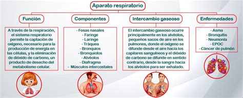 Mapa Conceptual Del Sistema Respiratorio