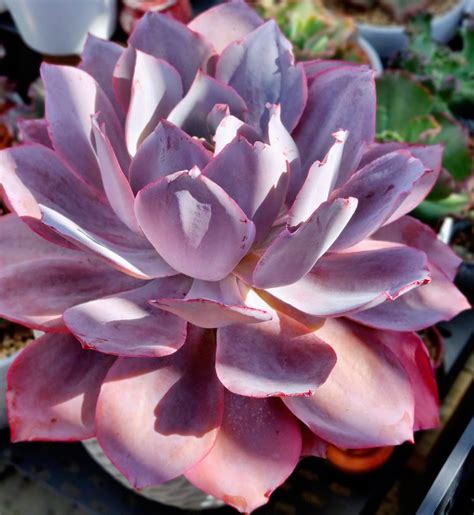 The Best Drought Tolerant Perennials