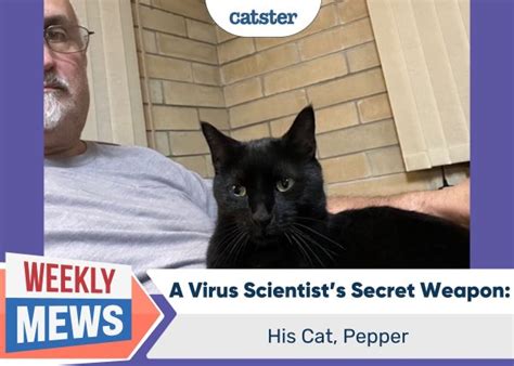 A Virus Scientists Secret Weapon His Cat Pepper Catster