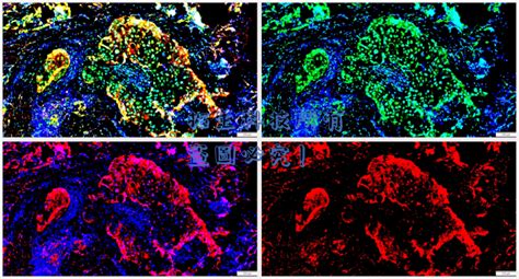 【2025指南】生物醫學研究中的螢光掃描：5大步驟全面提升實驗效率 拓生科技有限公司